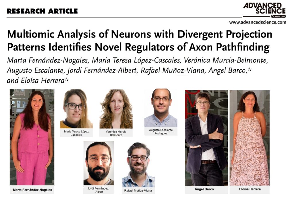 Multiomic Analysis of Neurons with Divergent Projection Patterns ...