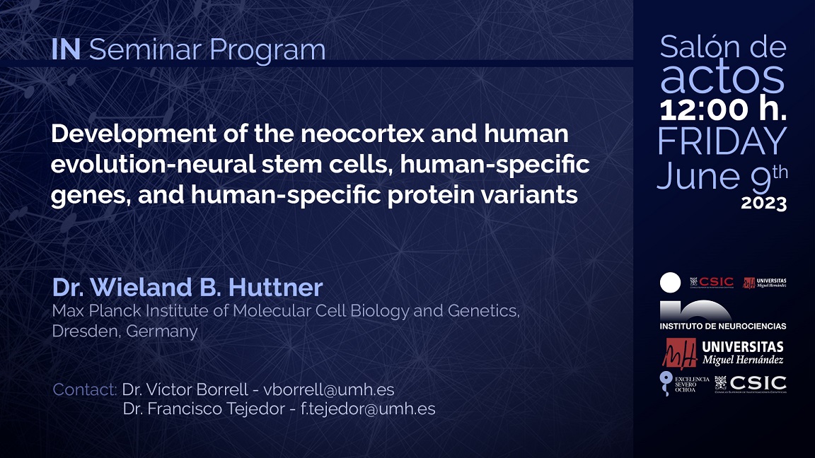 Development of the neocortex and human evolution – neural stem cells ...