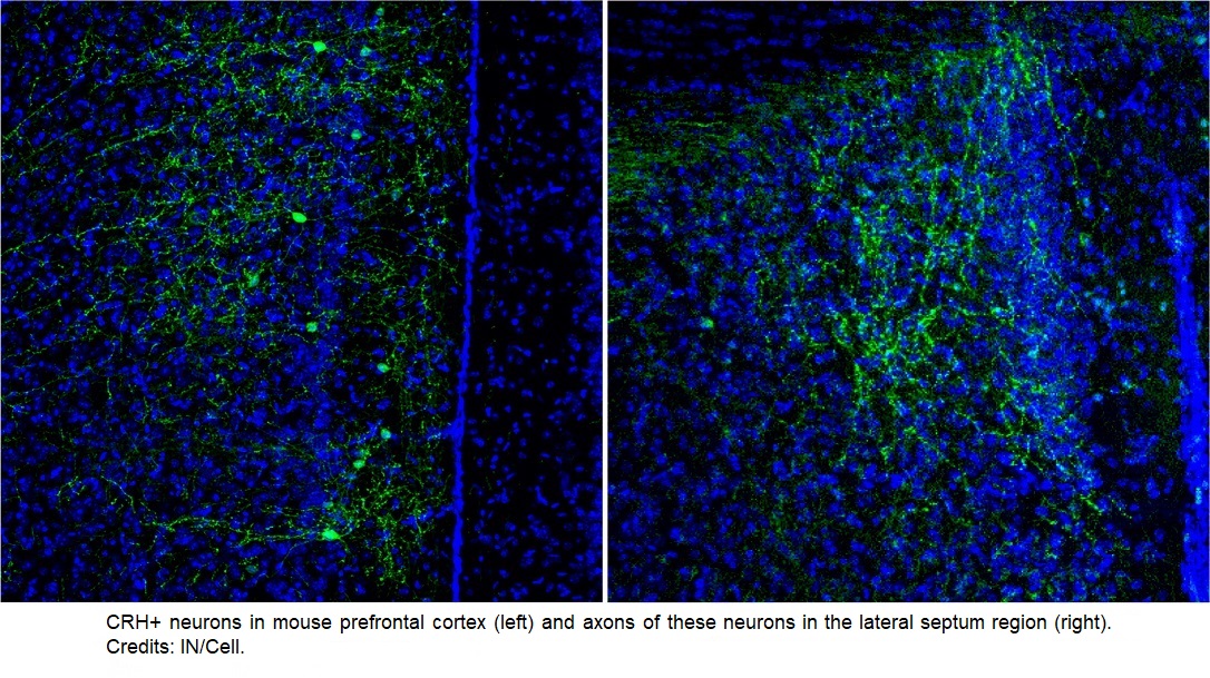 Corticotropin-releasing hormone signaling from prefrontal cortex to ...