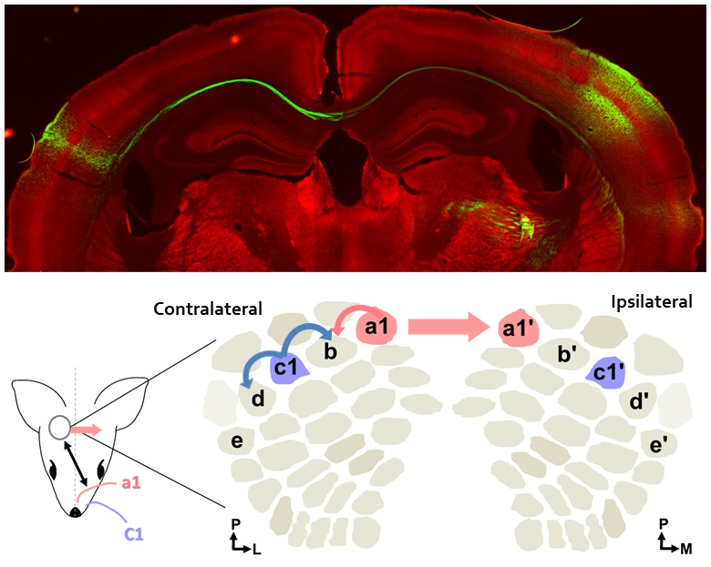 Callosal inputs generate side-invariant receptive fields in the barrel cortex. - Instituto de ...