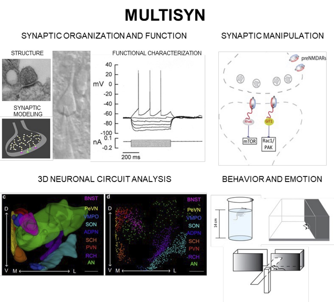 Grupo MULTISYN - Multiscale control of synaptic plasticity: Roles in ...
