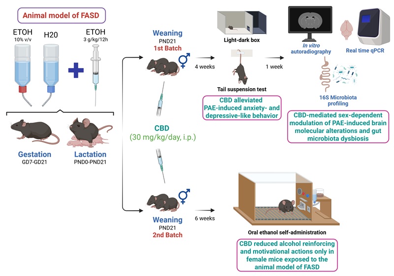 Study by the Institute for Neurosciences UMH–CSIC shows that CBD ...